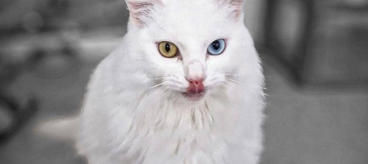 Gato angora: una raza de gatos traída desde la realeza