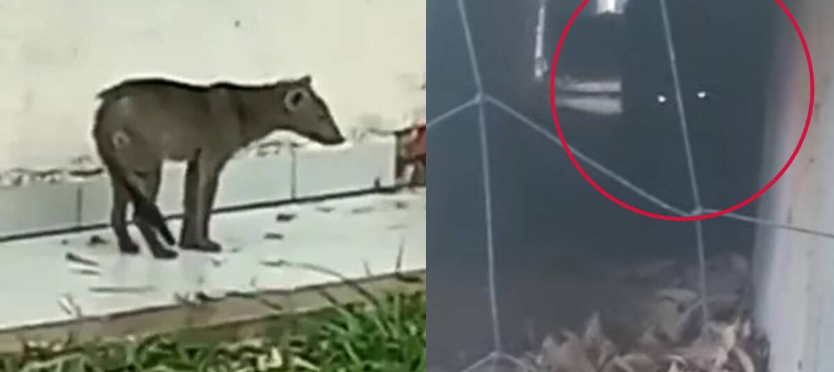 Perro fantasma es hallado por primera vez en Bolivia: video