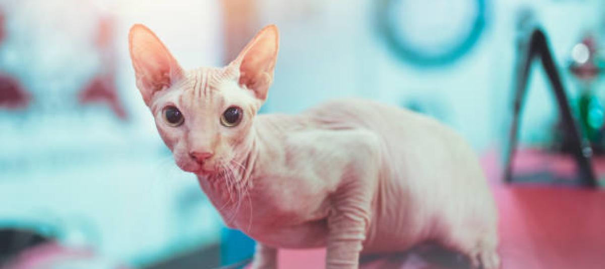Gato egipcio: ¿Son iguales a los gatos esfinge?