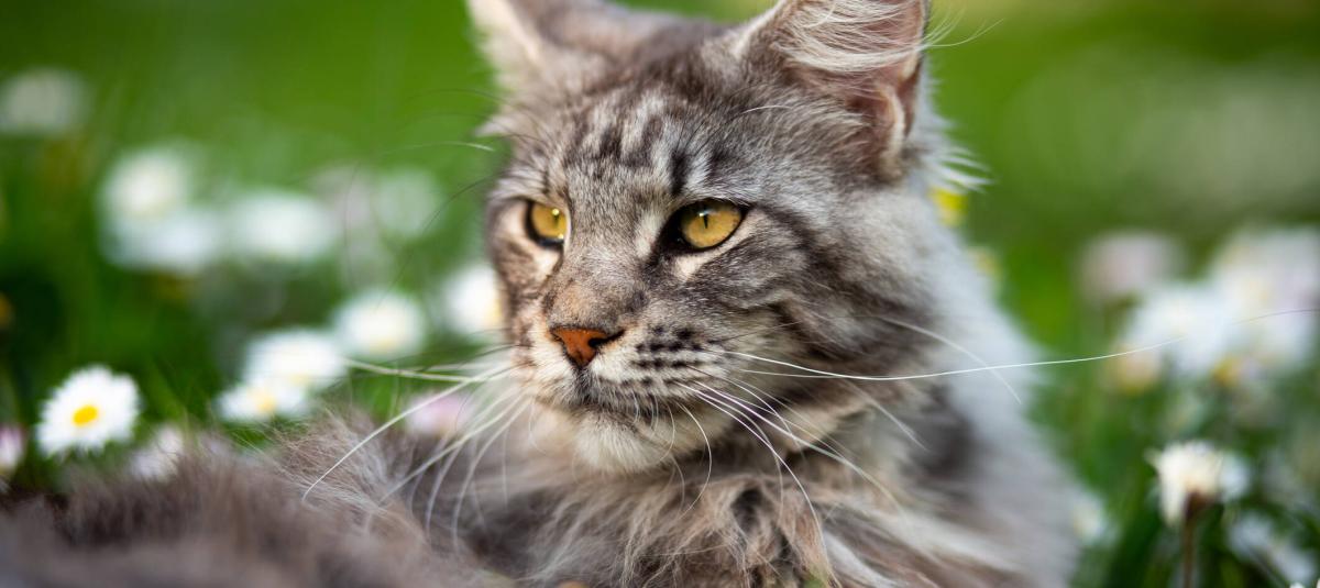 ¿Cómo es la raza de gato Maine Coon y por qué crecen tanto?