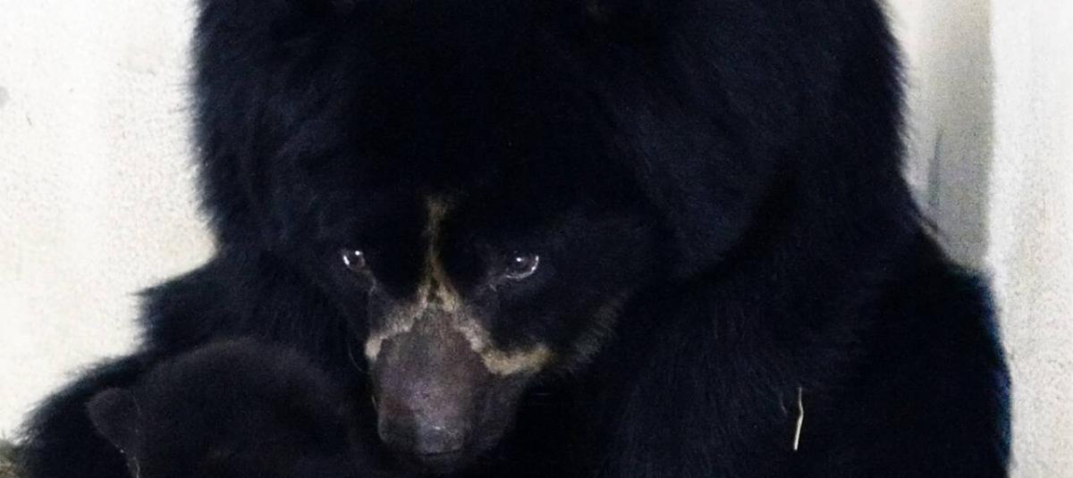 Medellín: oso andino nació en el Parque de la Conservación
