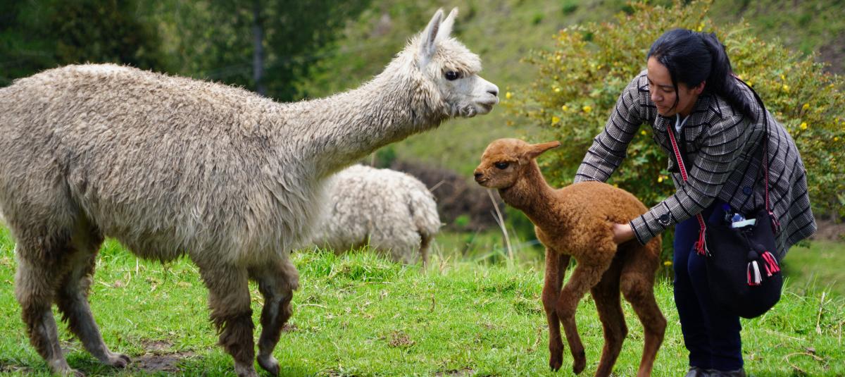 Las alpacas regresan a repoblar la frontera andina de Colombia y Ecuador