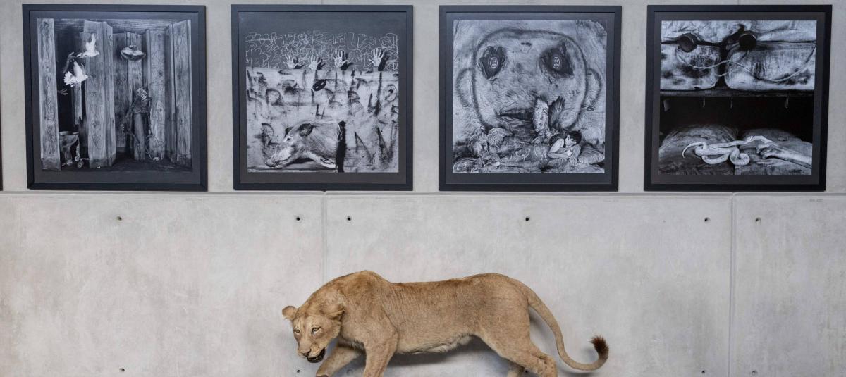 Roger Ballen y su perturbadora mirada sobre el maltrato a la naturaleza