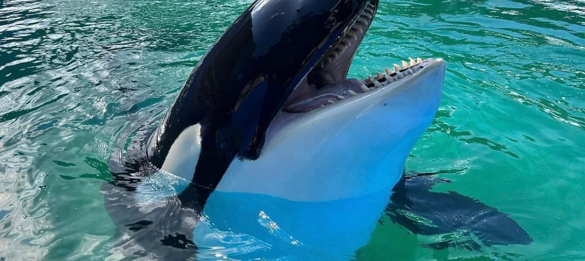 Murió Lolita, la orca del 'Seaquarium' de Miami: la iban a liberar pronto