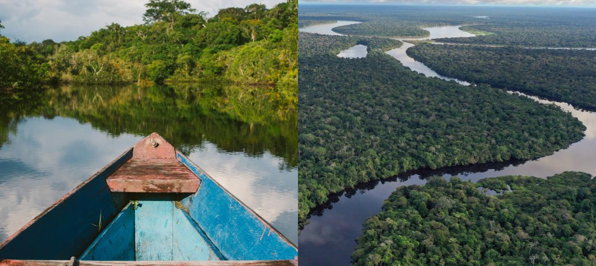 Descubre la impresionante biodiversidad de la selva amazónica