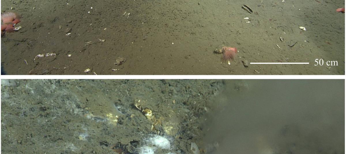 Grieta en el lecho marino que podría provocar un terremoto de magnitud 9