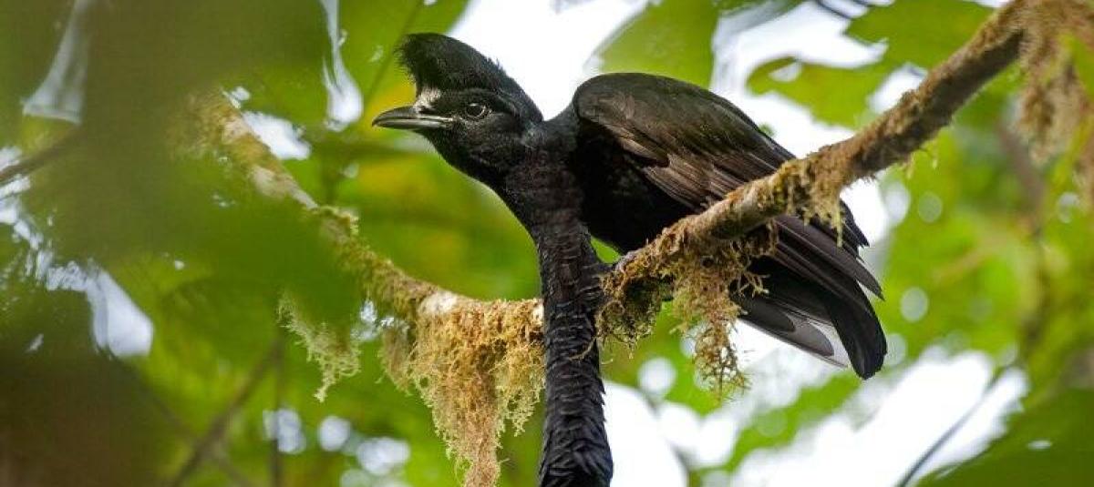 Pájaro Corbatudo: características de esta ave con forma rara y única