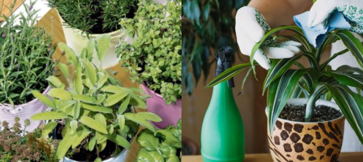 ¿Qué nutrientes son los que necesitan las plantas para crecer?