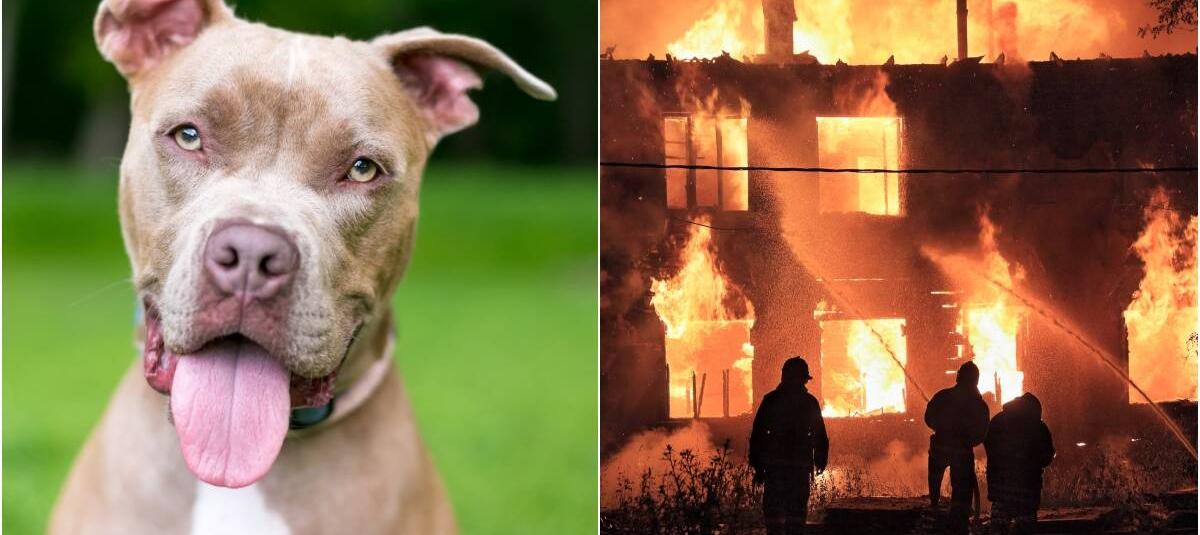 Perro murio salvando a su dueño del incendio que consumió su casa
