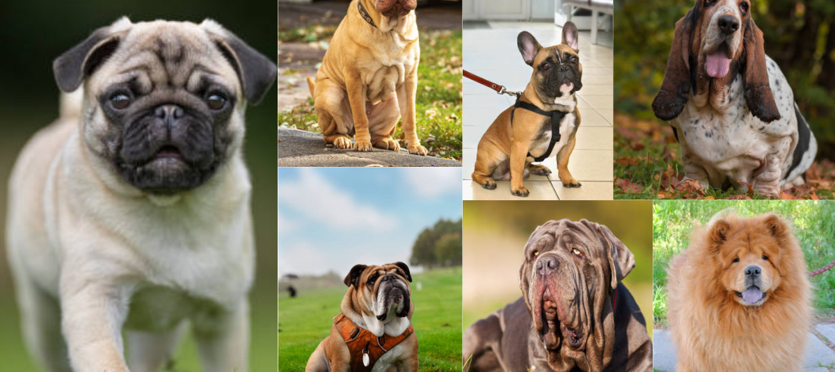 ¿Cuáles son las razas de perros arrugados más famosas del mundo?