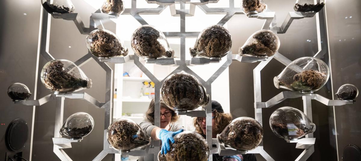 Museo Estadounidense de Historia Natural: así se hizo el insectario