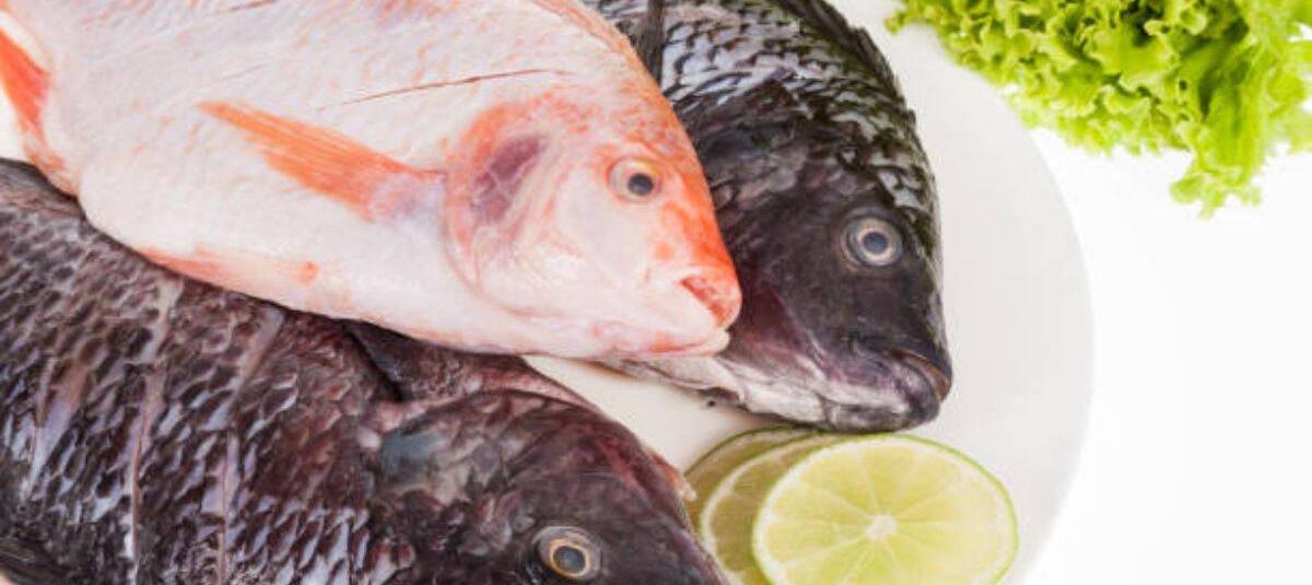 ¿Qué es mejor la mojarra o la cachama?