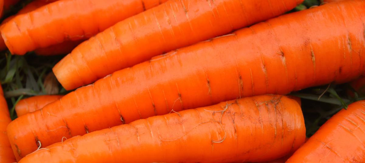 ¿Qué es el falcarinol que está en las zanahorias y sirve contra el cáncer?
