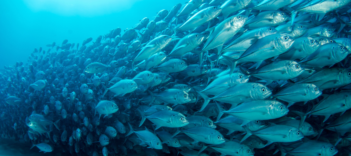 Pescados del mar: ¿cuáles son los peces más comunes en Colombia?
