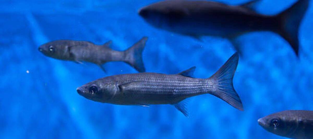 Pescados de mar: ¿cómo se llama el pescado Lisa en Colombia?