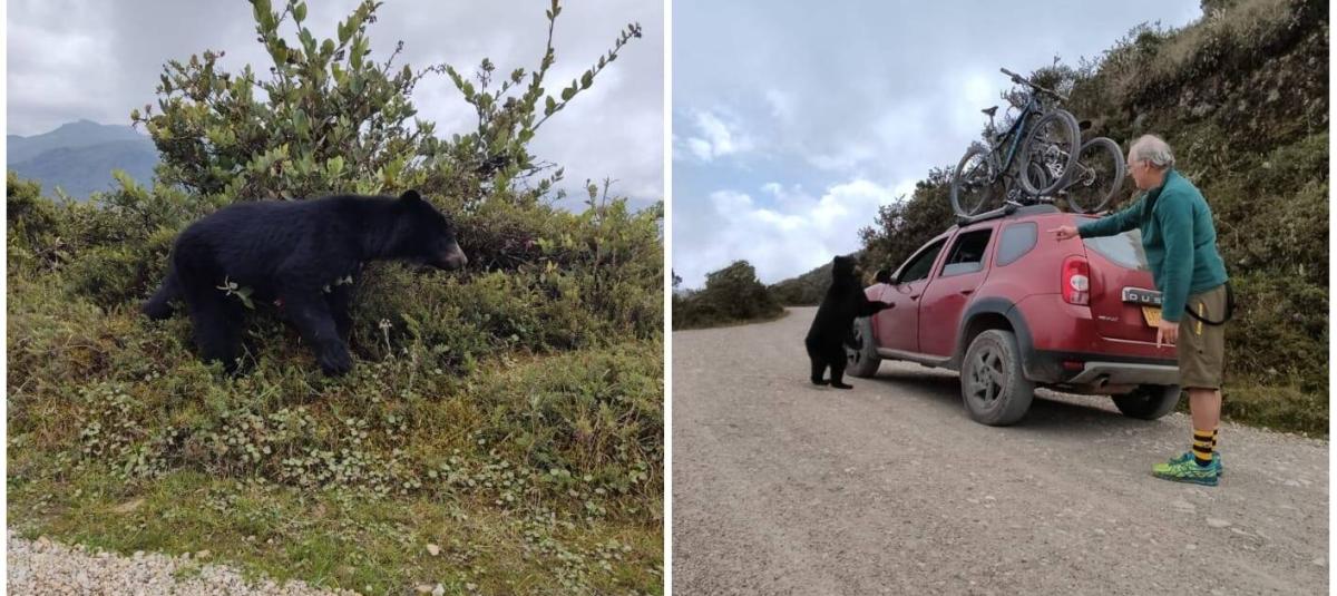 Oso se apareció en una vía de Cundinamarca: el momento quedó captado en ...
