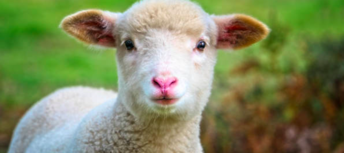 Cordero: ¿qué productos se pueden obtener del cordero?