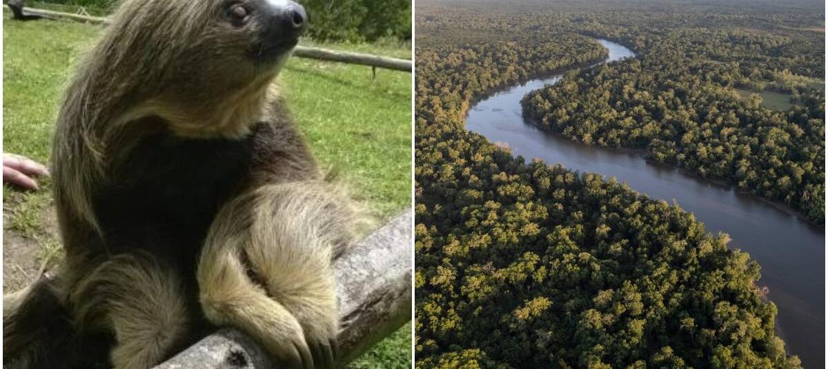 Amazonas: ¿Cuáles han sido los animales más grandes encontrados en el ...