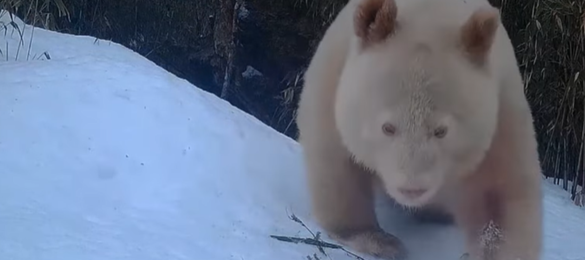 Imágenes impactantes del único oso panda albino del mundo encontrado en ...