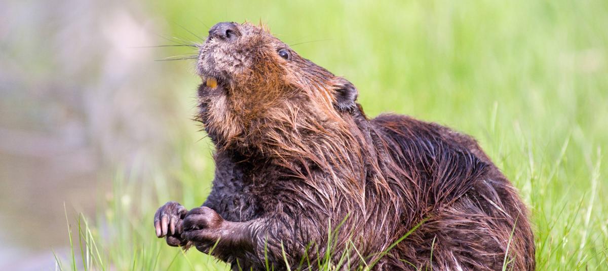 El castor, la plaga que arrasa los bosques en Argentina y Chile