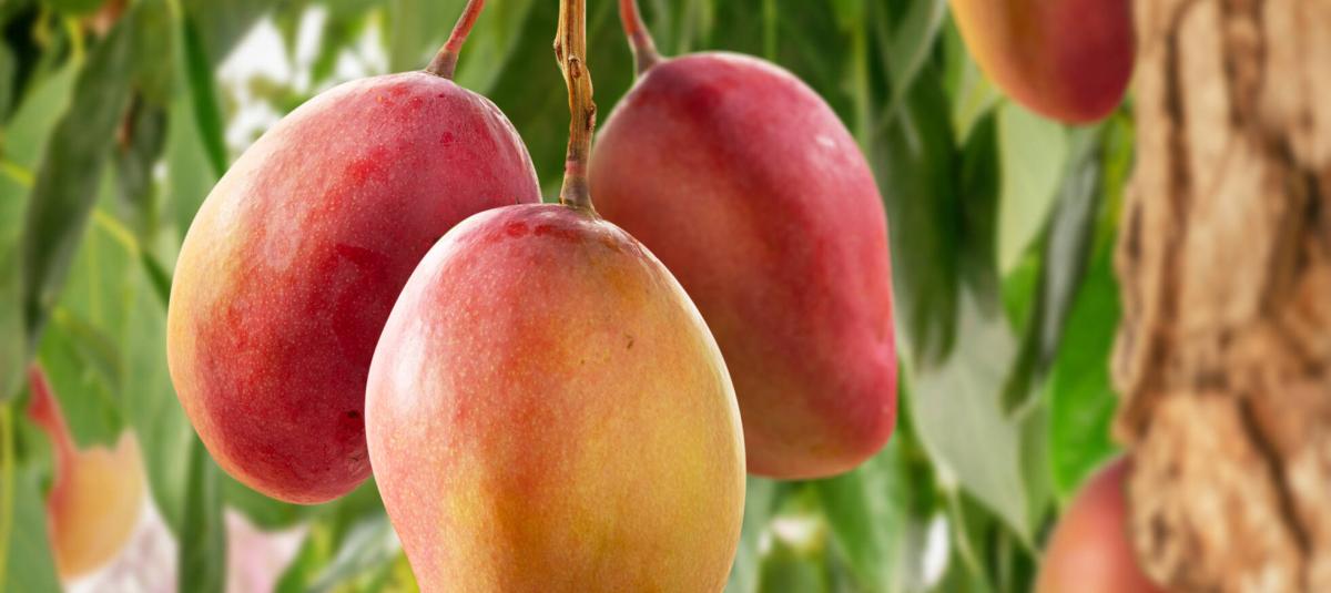 Mango: ¿cuáles son los beneficios que tiene para la salud del corazón?