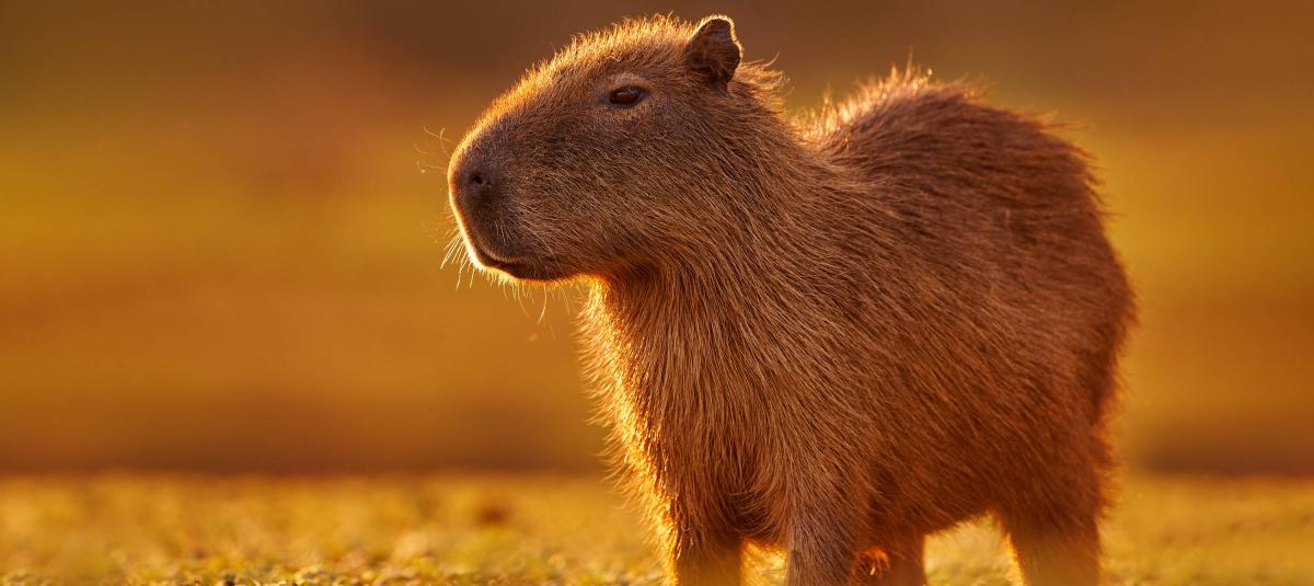 Chiguiro o capibara: las curiosidades sobre este roedor gigante
