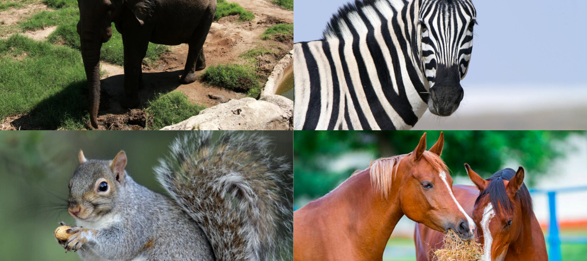 Animales herbívoros: Conozca sus datos curiosos y características