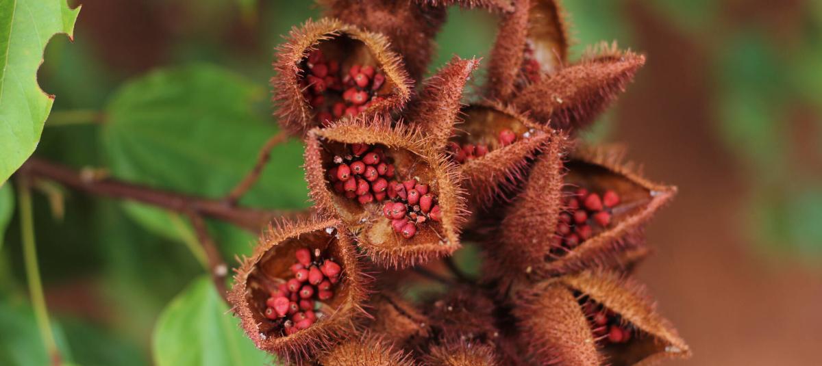 Achiote, para qué sirve y sus beneficios en la salud