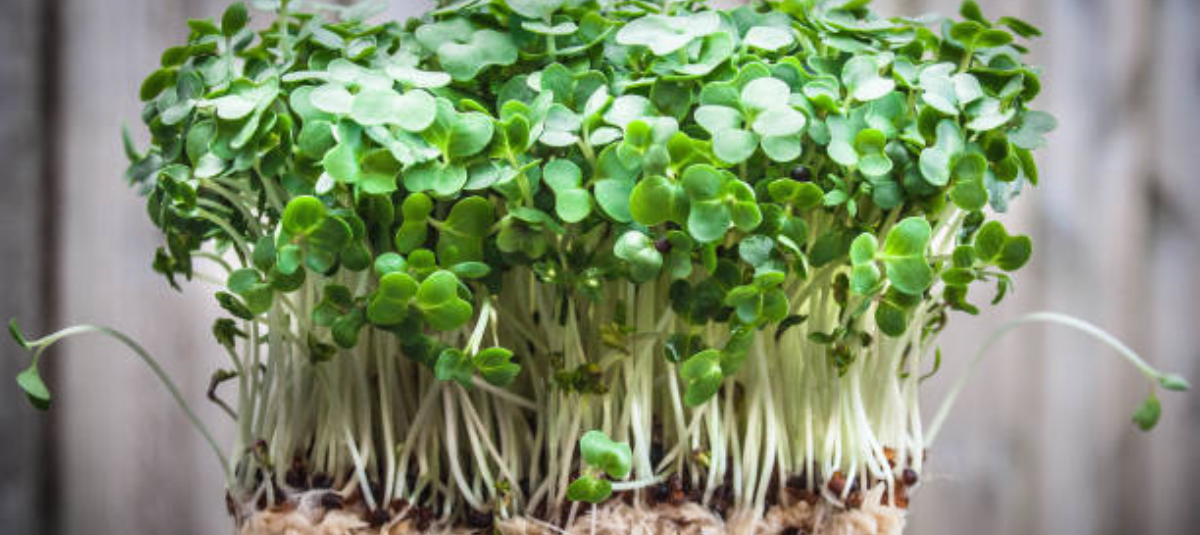 Berro: estos son los beneficios de este vegetal para su salud