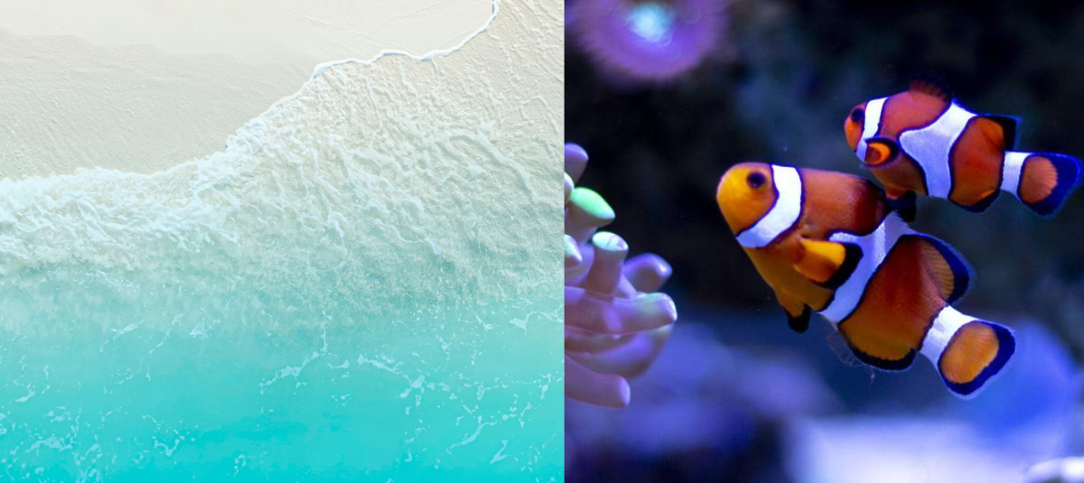 ¿Dónde se puede bucear en Colombia?