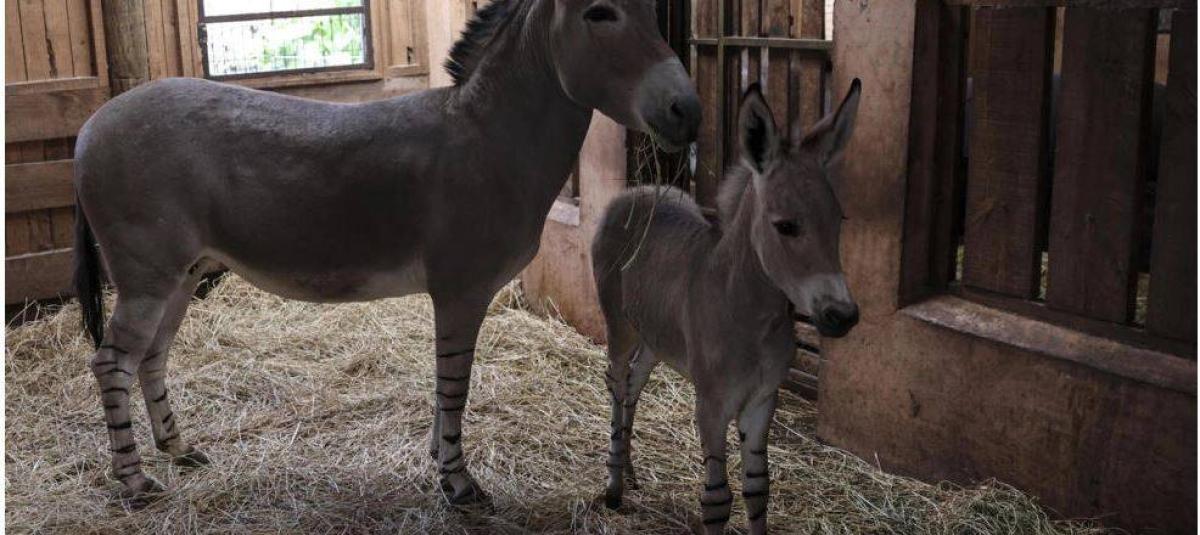 Nace en zoológico de Santiago raro asno de Somalia en peligro de extinción