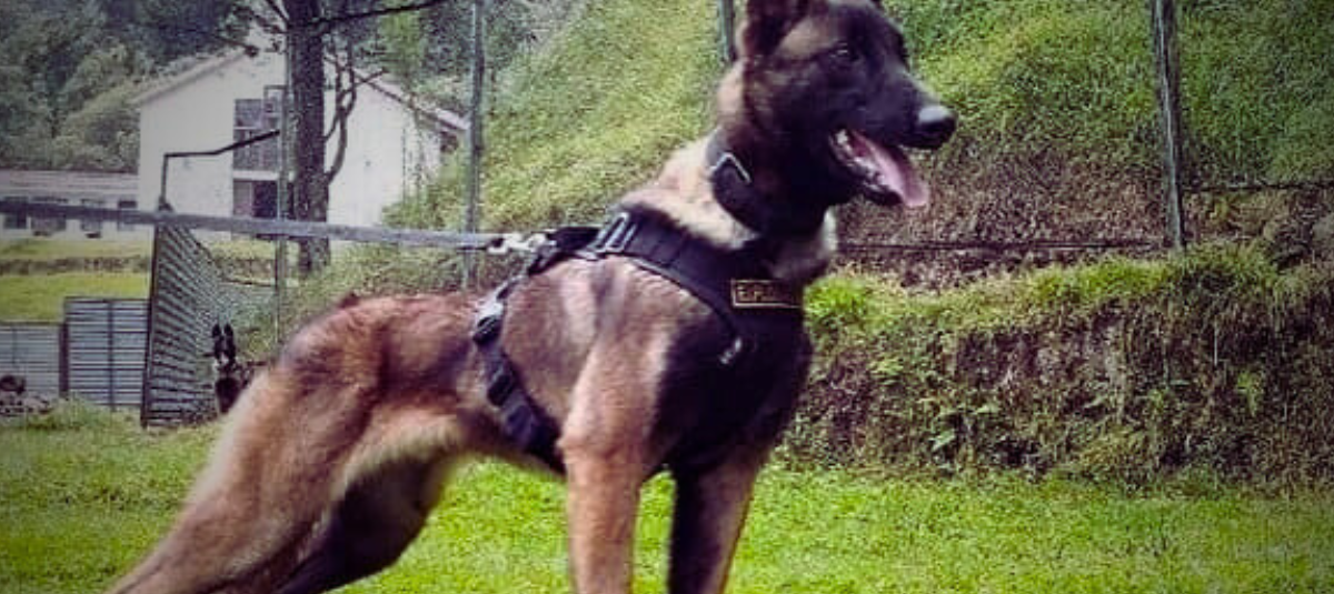 Perro Wilson perdido en la selva tendrá una estatua según las Fuerzas ...