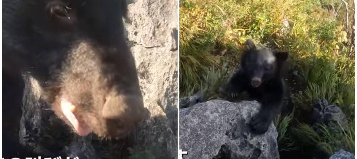 Video muestra a hombre luchar contra oso en una montaña: Impactantes ...