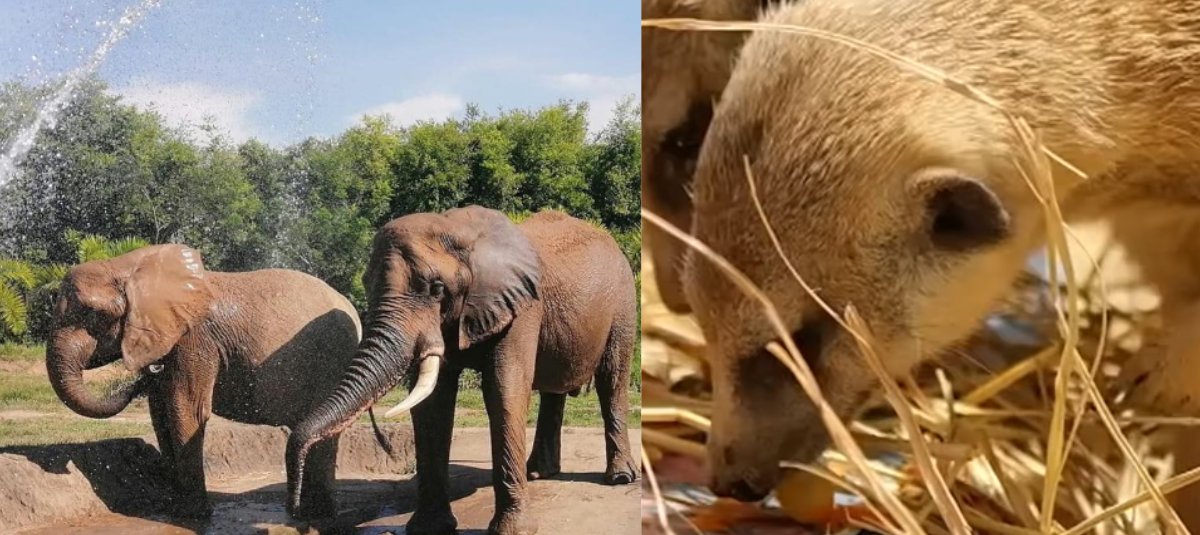 Bioparque Ukumari: ¿qué significa su nombre y cuál es su historia?