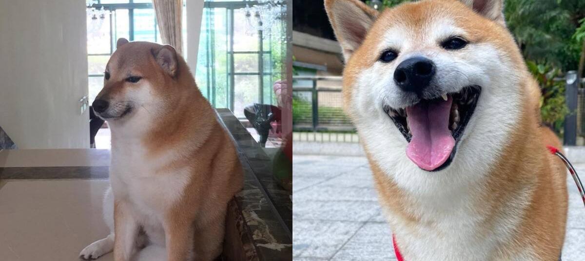 Murió 'Cheems', el perro meme y más viral de Internet ¿qué le pasó?