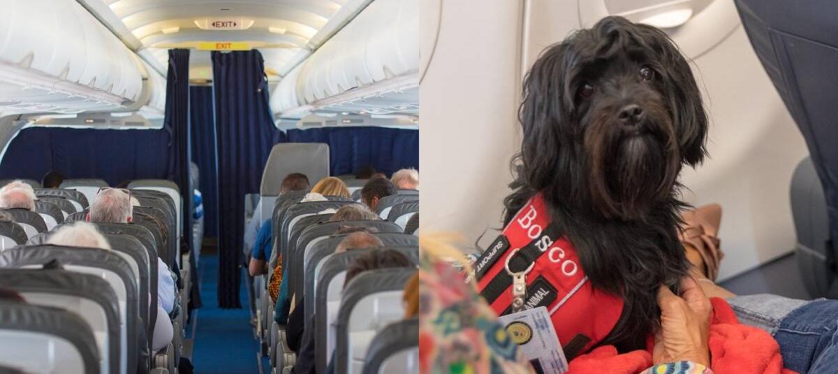 ¿Cómo viajar en avión con una mascota? Siga estas recomendaciones de LATAM