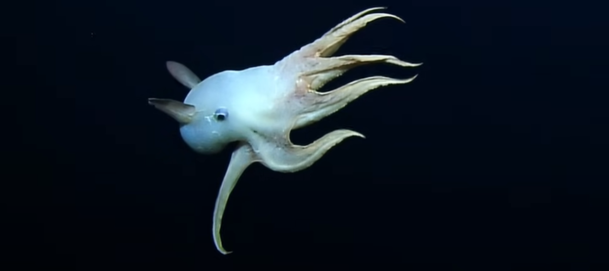 Fotos: el raro pulpo 'Dumbo' que fue descubierto y captado por cámaras