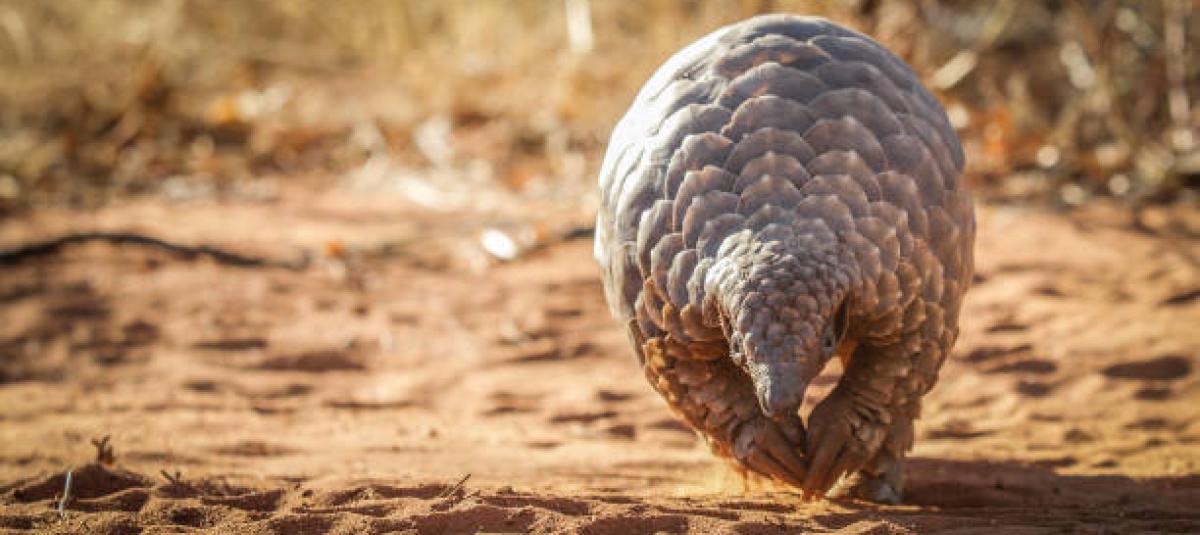 Pangolín: así es la nueva especie del animal que científicos descubrieron