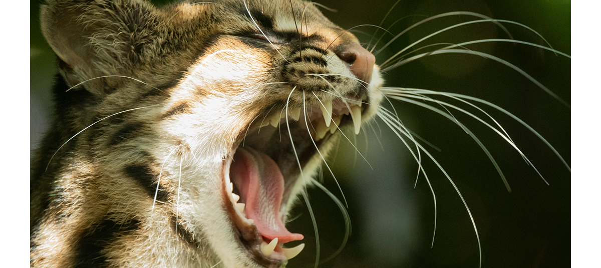 Bioparque Ukumarí, destino turístico en el corazón del Eje Cafetero