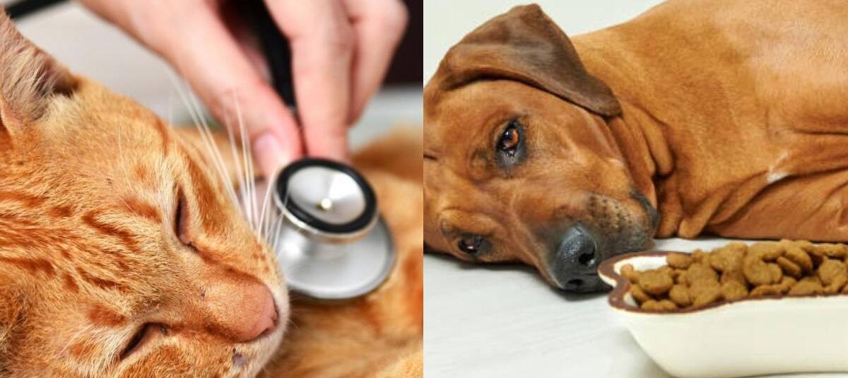 ¿Cuáles son los tipos de cáncer más comunes en perros y gatos?