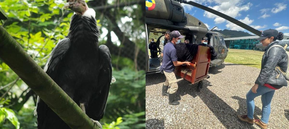 Medellín: trasladan a Cundinamarca a un cóndor andino