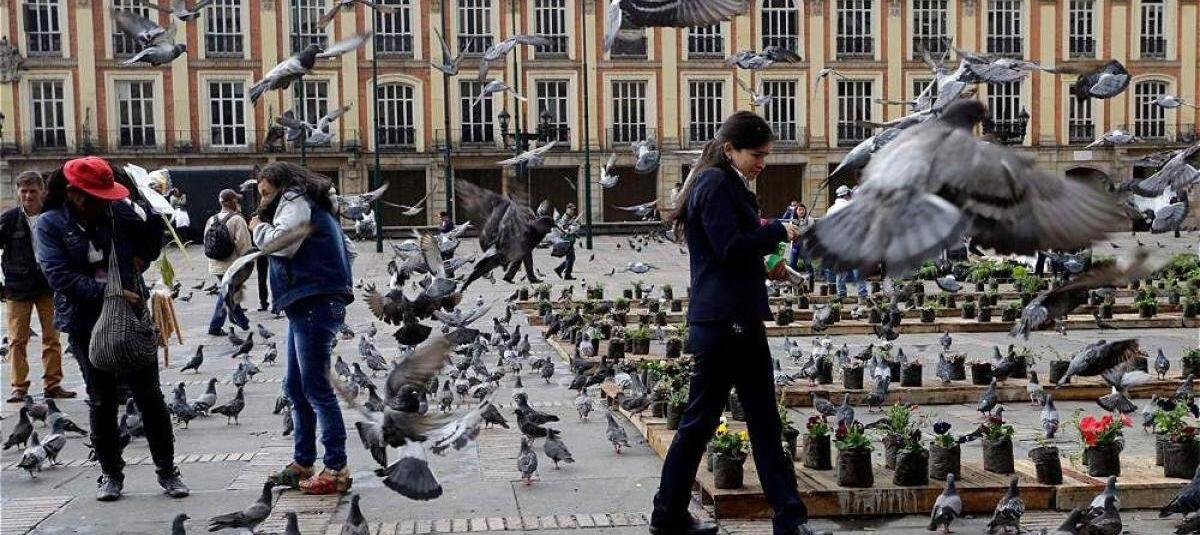 ¿Qué es la colombofobia y por qué causa pánico en las personas?