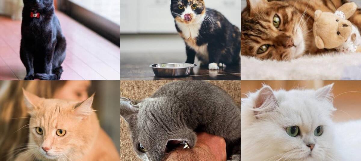 Color del gato define su personalidad: así se comportaría, según su pelo