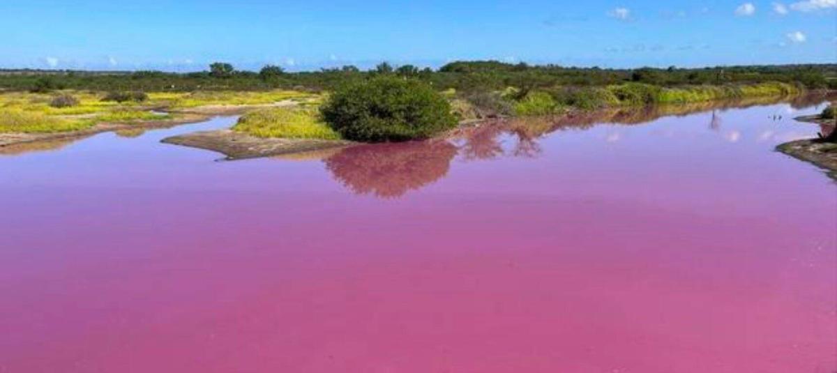 El lago de Estados Unidos que se volvió rosa: ¿por qué?