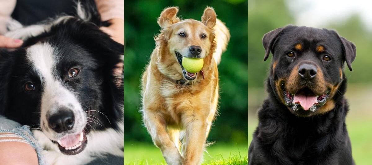 Razas De Perros Con Imagenes Fotos Históricas De Razas De Perros