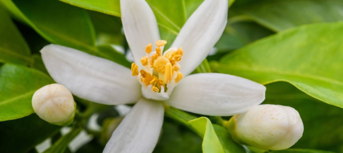 La infusión casera a base de una flor que funciona como ansiolítico natural