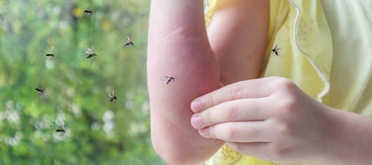 Cómo ahuyentar a los mosquitos de su casa de manera natural
