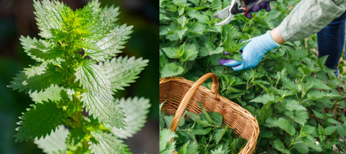 La famosa planta que sirve para detener hemorragias externas y uterinas