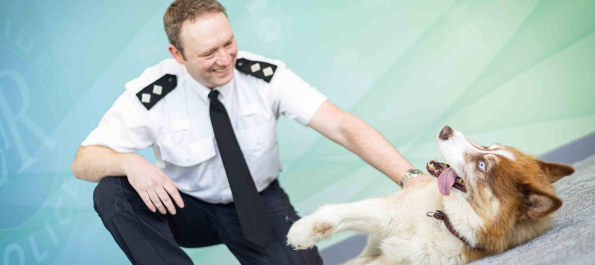 Así celebró su última navidad: perro recaudó donaciones para mascotas