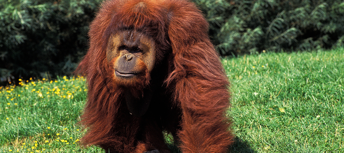 ¿Por qué se extinguió el Gigantopithecus, el simio más grande de la ...